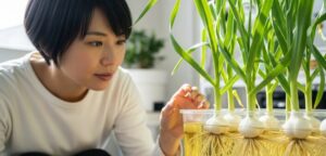 室内で簡単！にんにく水耕栽培で増える方法 - saien-Labo