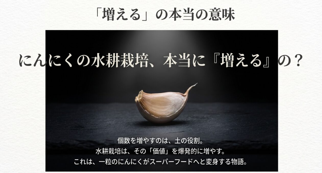 にんにくの水耕栽培で栄養と可食部が増える理由 - saien-Labo