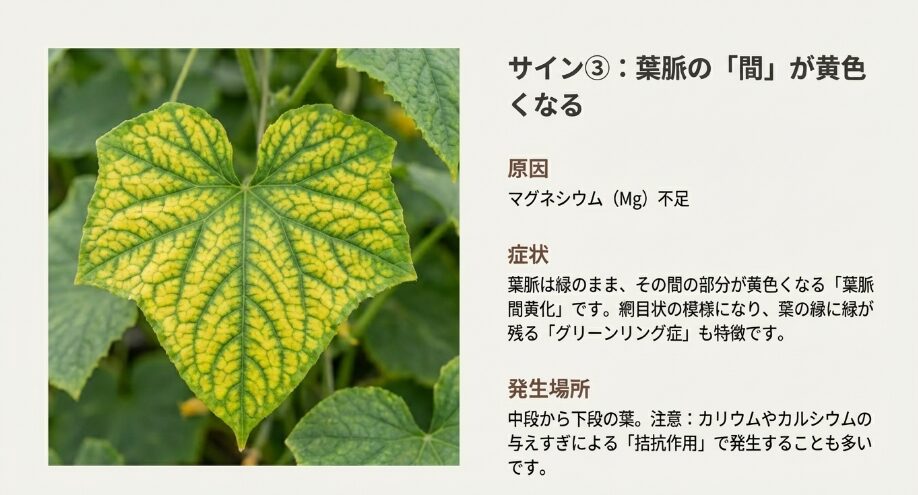 きゅうりの肥料切れサインを解説！回復方法と追肥の方法 - saien-Labo