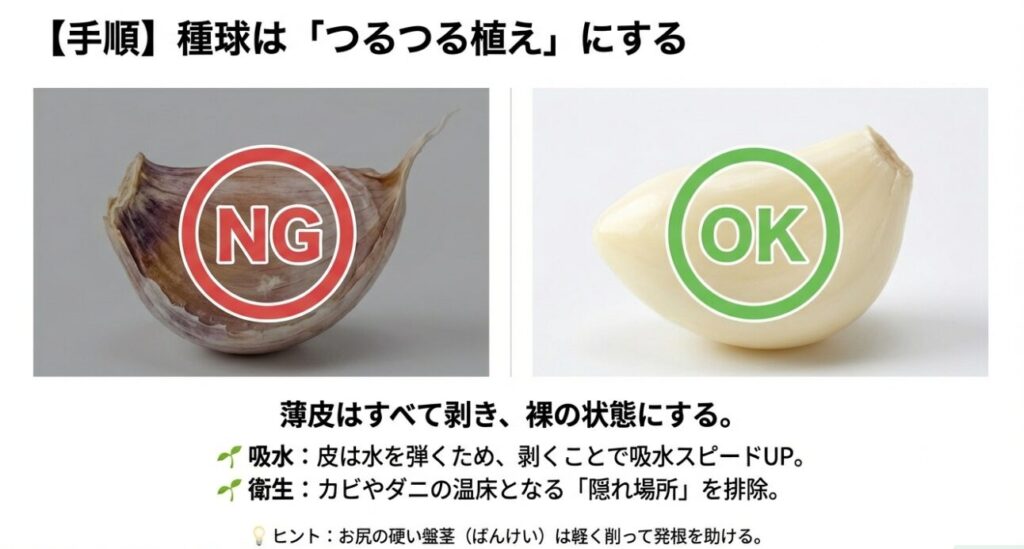 にんにく水耕栽培はペットボトルで！臭い・カビ対策とスプラウト収穫 - saien-Labo